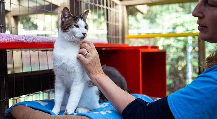 9 Ways to Celebrate International Cat Day