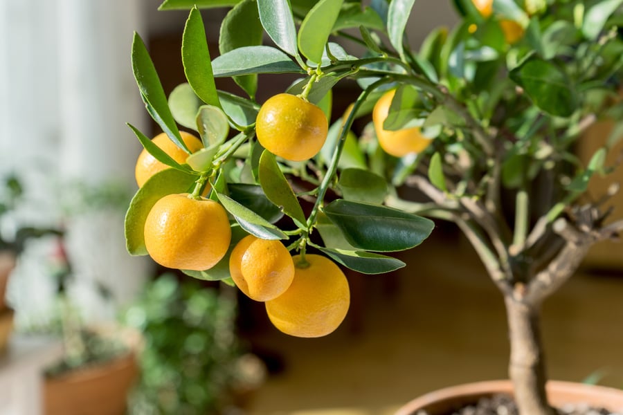 The 9 Most Auspicious Plants For Chinese New Year 2025