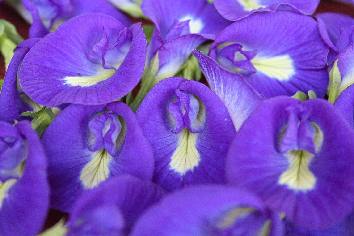 Resepi Pulut Tai Tai Anda Kena Cuba (Hantar Bahan Guna Lalamove Je!)