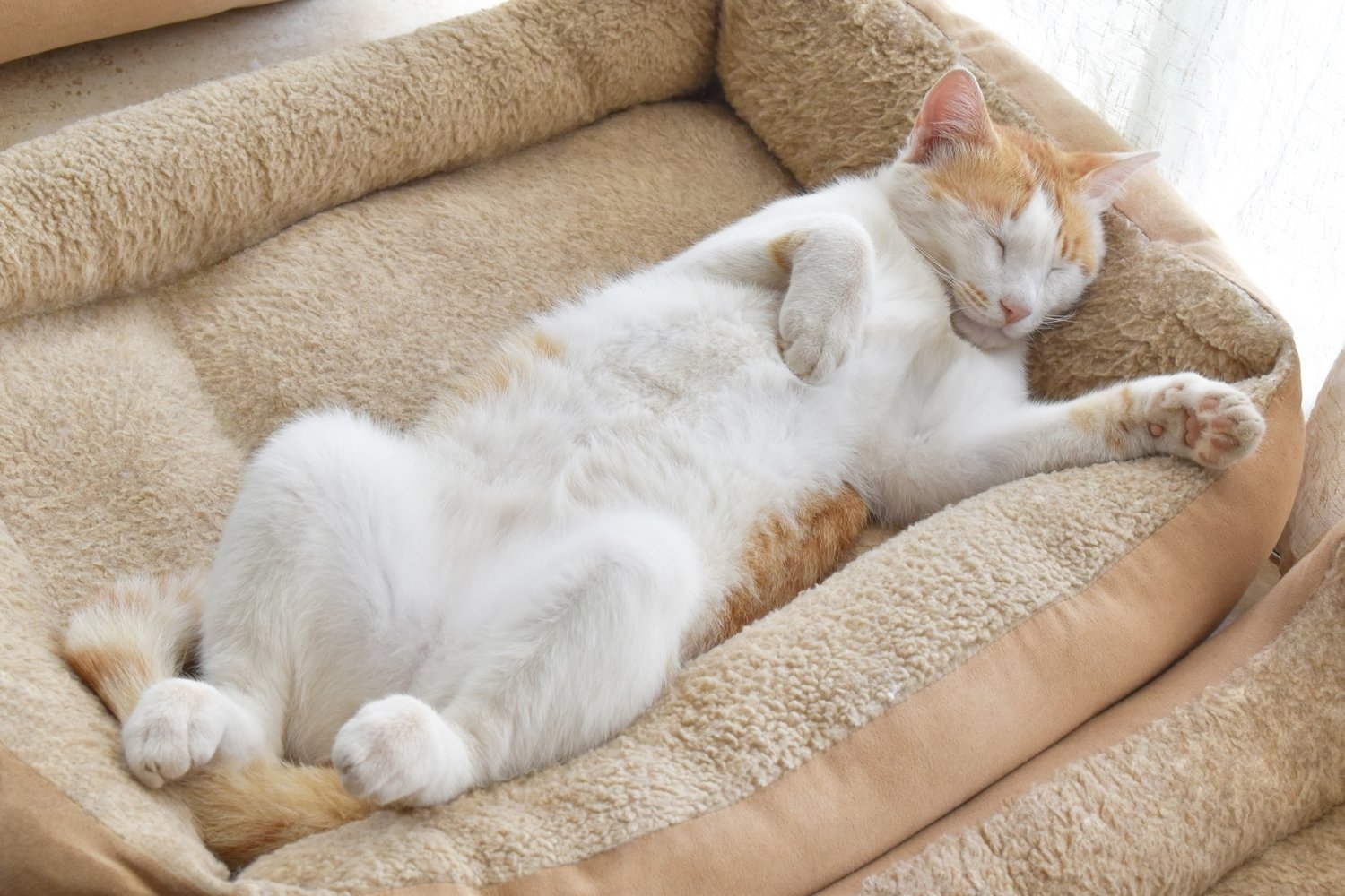 8 Must-Have Items At Home For Every Pet Owner